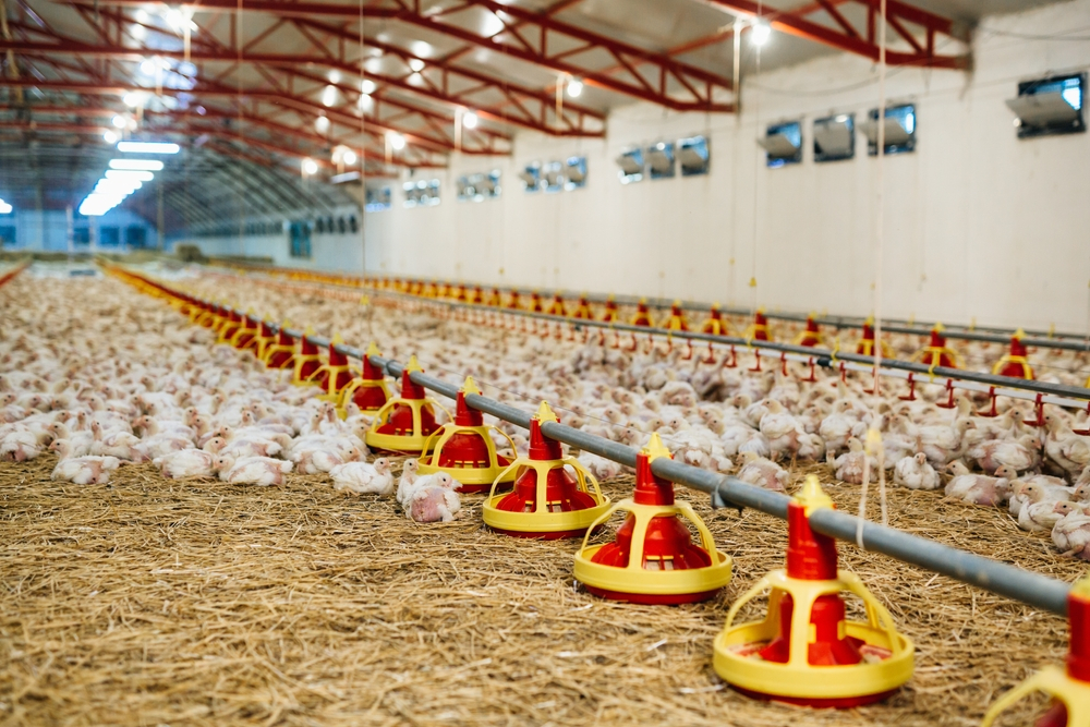 Baba Poultry Engineering – Ideas Coming To Life Under one Roof