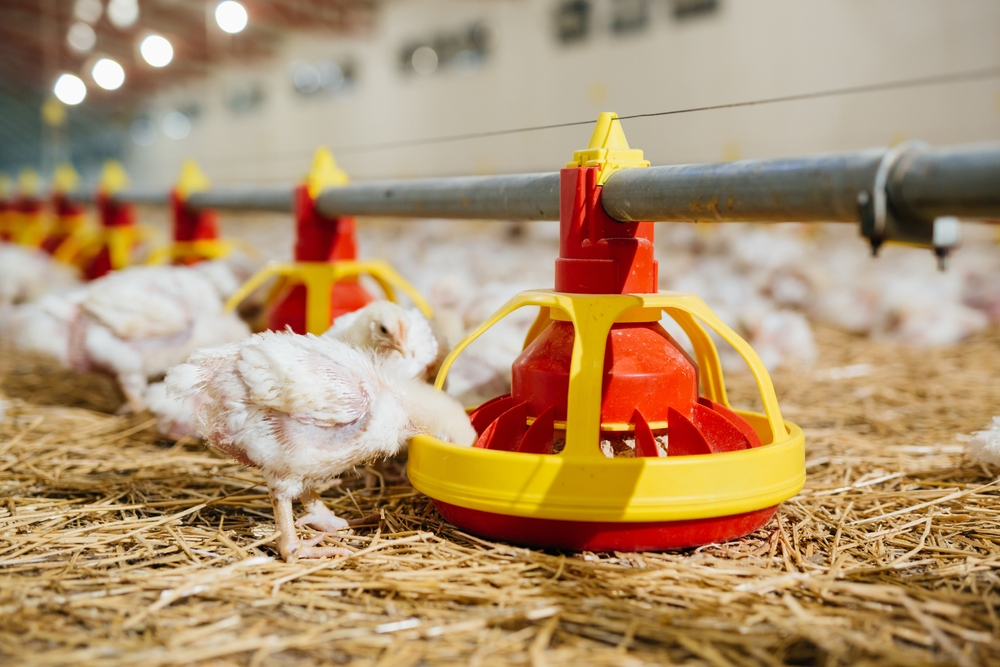 Baba Poultry Engineering – Ideas Coming To Life Under one Roof